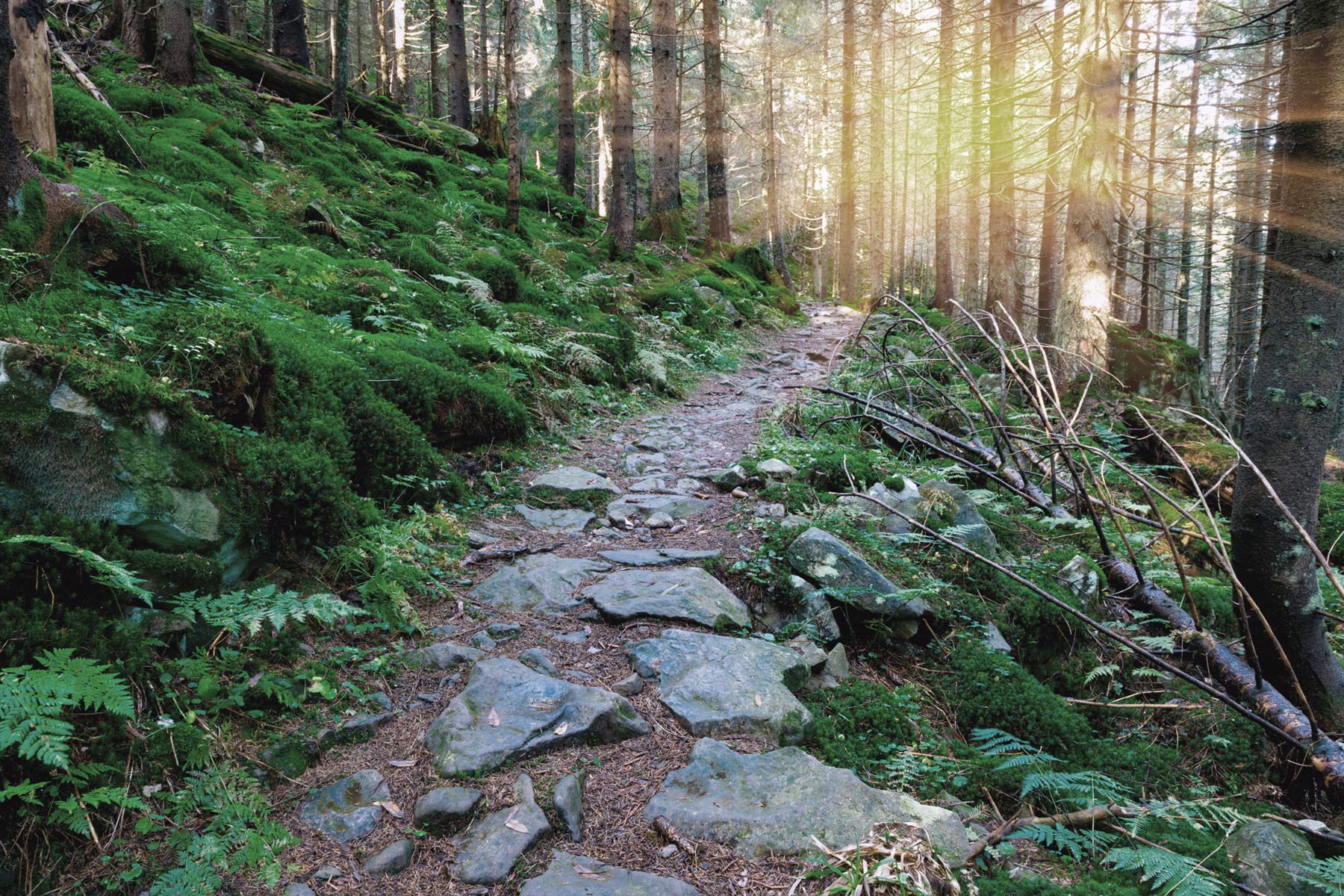 Pathways to Wellness – Helping clients establish or restore optimum ...